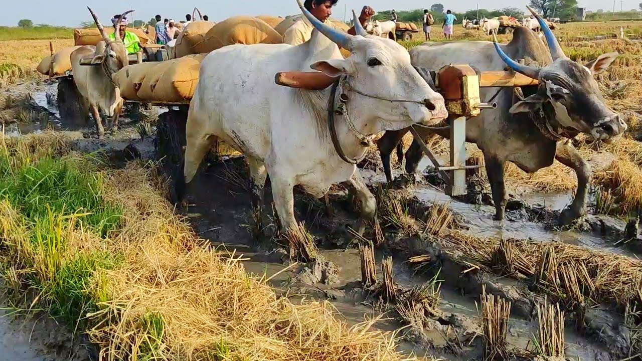 gullyam bulls videos// heavy loading bulls videos - YouTube