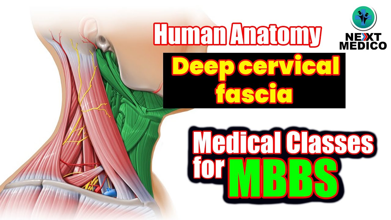 Next Medico : Human Anatomy - Deep cervical fascia & fascial spaces of ...