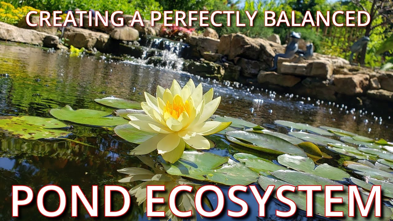 Creating A Perfectly Balanced Garden Pond Ecosystem - YouTube