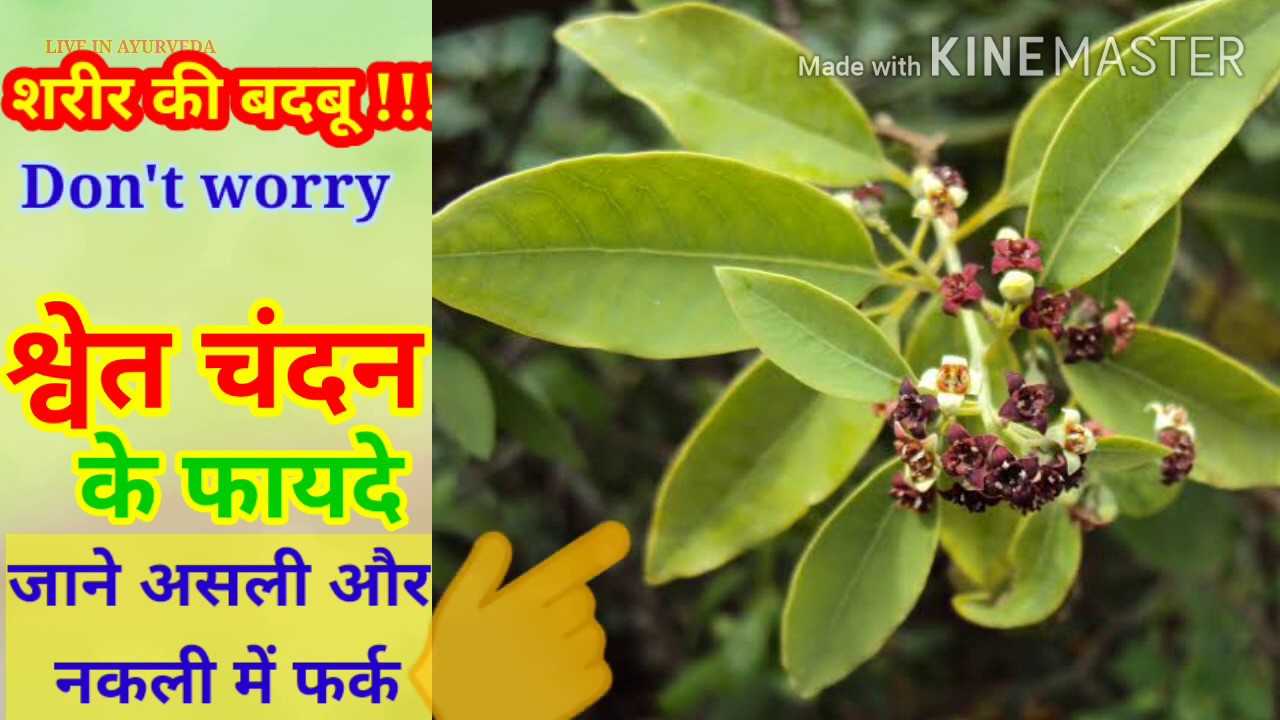 Shwet Chandan | श्वेत चंदन के फायदे | Santalum album medicinal uses and ...