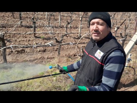 Bağ ve zeytin diplerine ot ilacı attım, yabancı otlarla mücadelede ot ilacı kullanımı