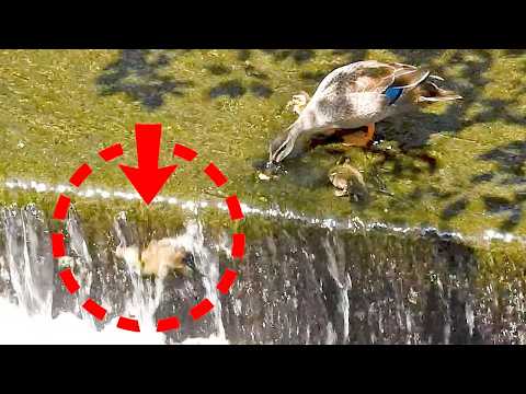 Ællinger i fare! Ænderunger nægter at blive forladt