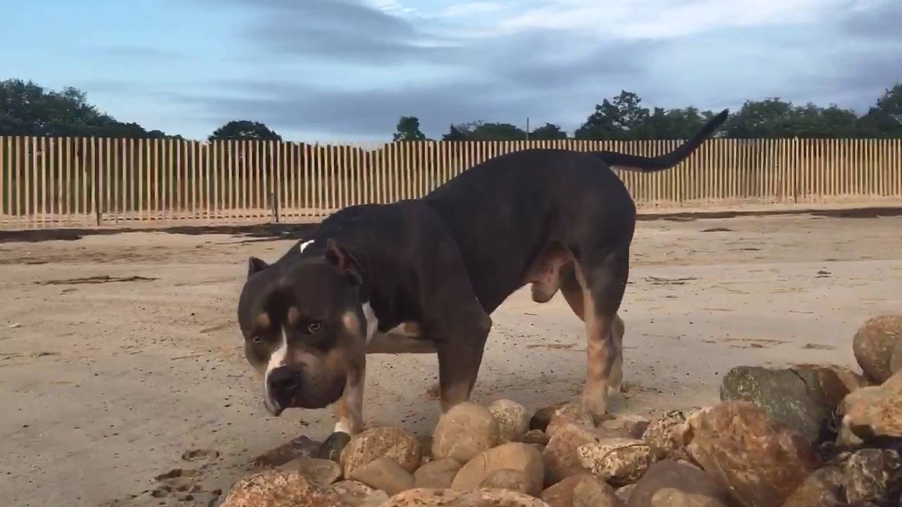 Beach Bully - YouTube
