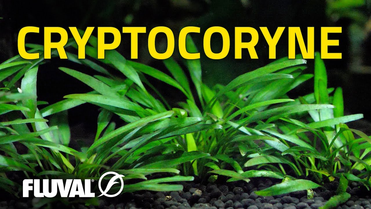 Species Spotlight | Cryptocoryne - YouTube