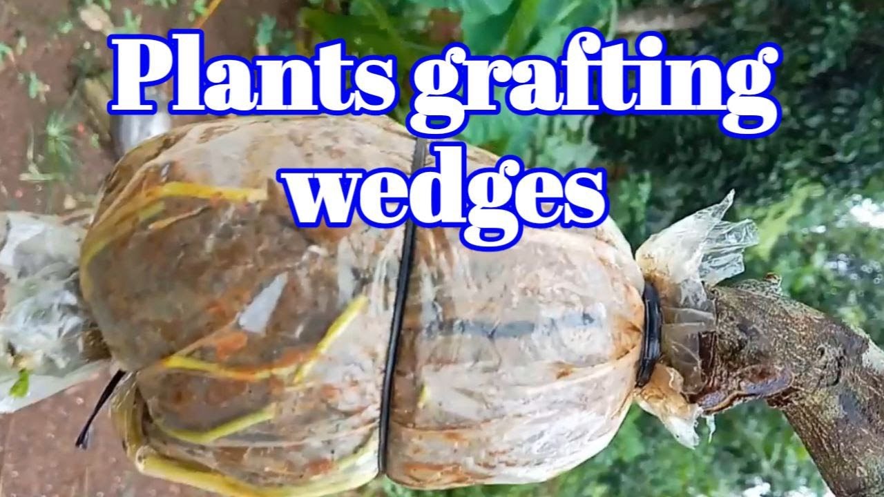 Best wedges grafting method 🌱 - YouTube