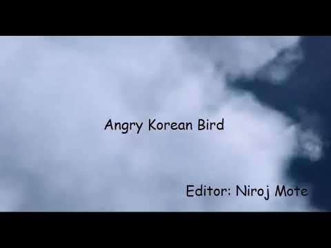 Angry Korean Bird - YouTube