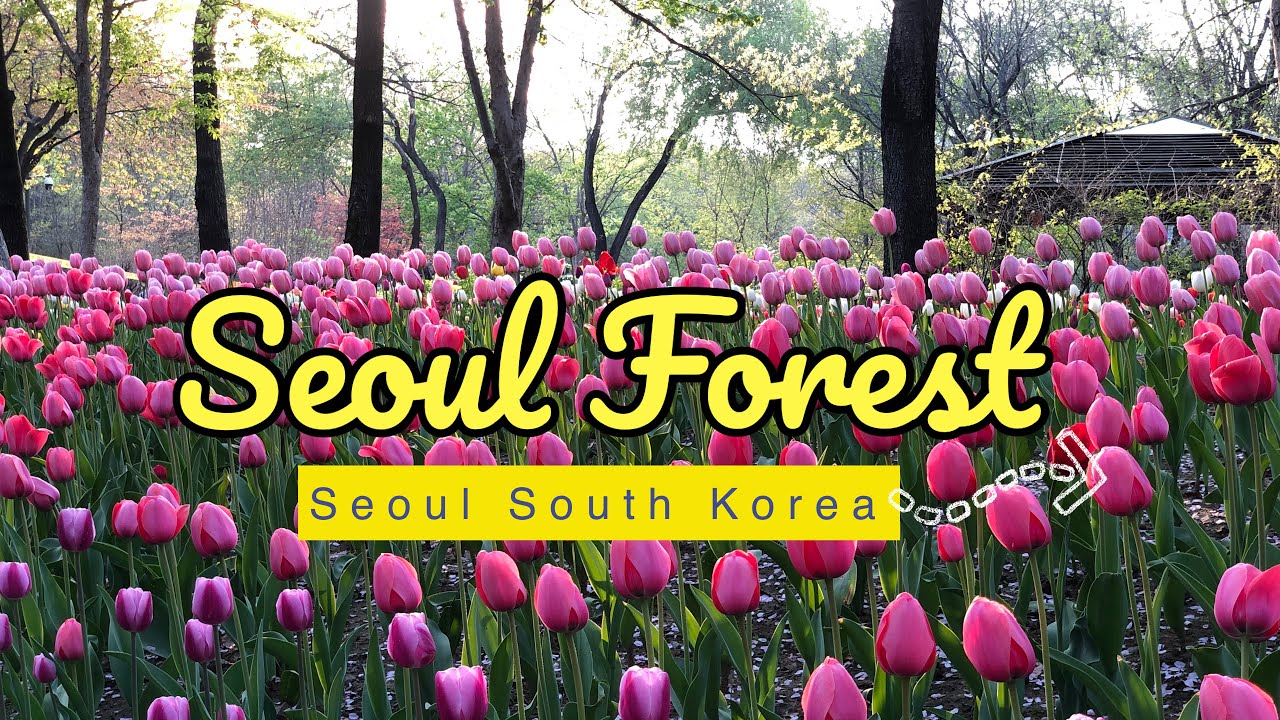 [4K] Seoul Forest | 서울숲 |South Korea | Walk with Ruru | Travel - YouTube