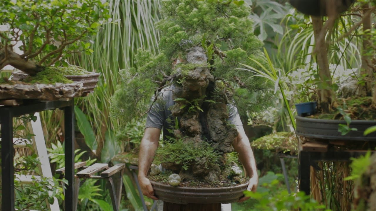 Joseph - Bonsai (Tuia Kaizuka) Aramação e Estilização - vídeo 10 - YouTube