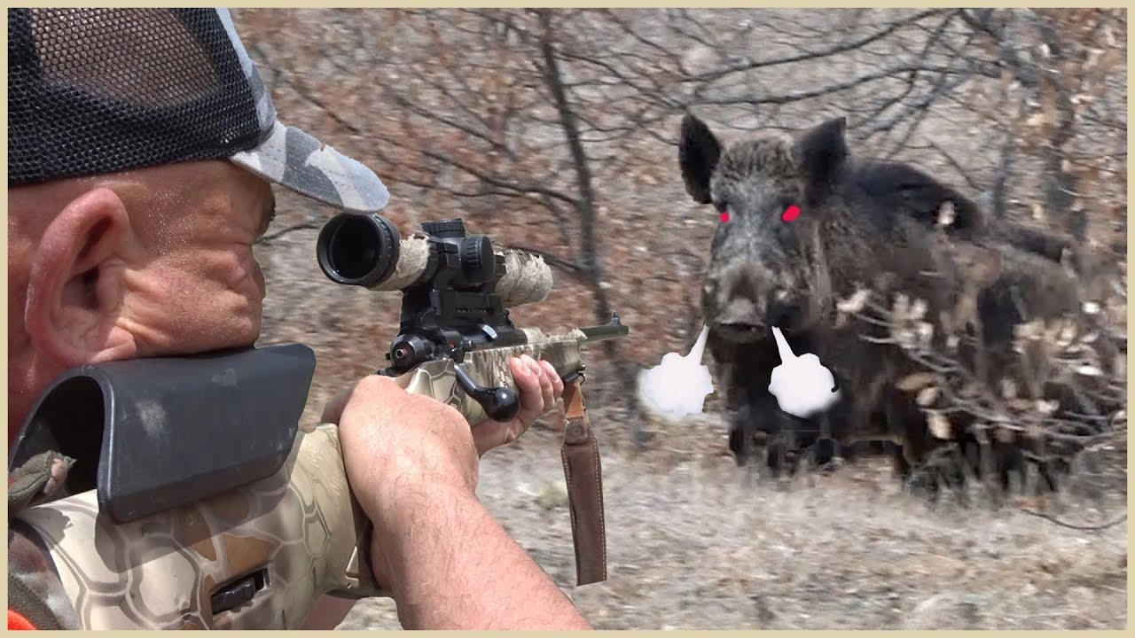 How Do American Hunters And Farmers Deal With 9 Million Of Invasive ...