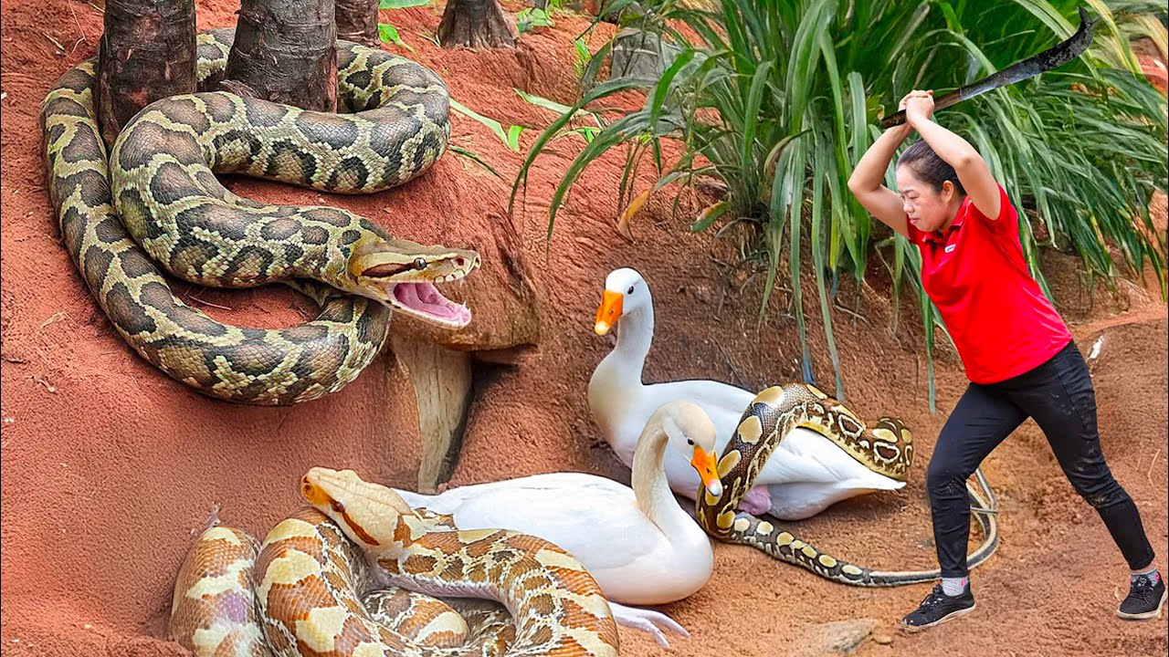 How to Rescue Duck From Large Python Nest with My Sister Start to ...