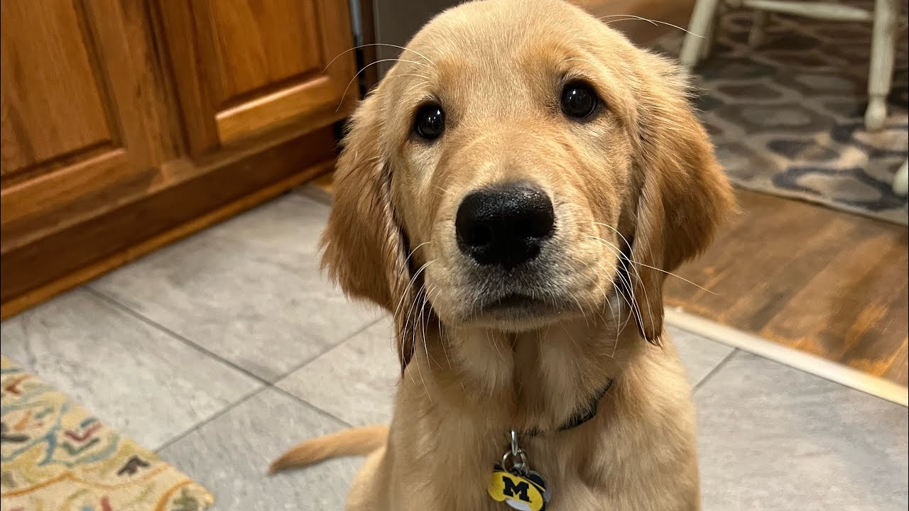 6. ADP Foundation Level 1 Exercise # 4 (Targeting w/ 2 Paws) - YouTube