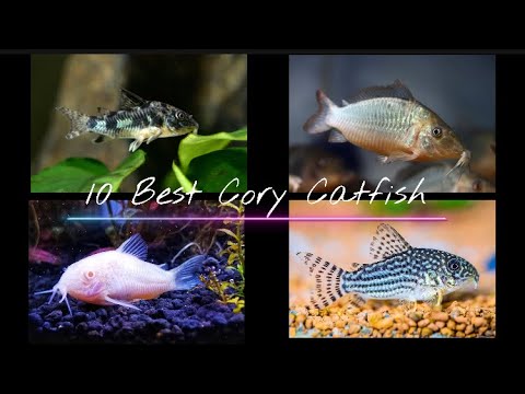 10 Best Cory Catfish | Corydoras Catfish - YouTube