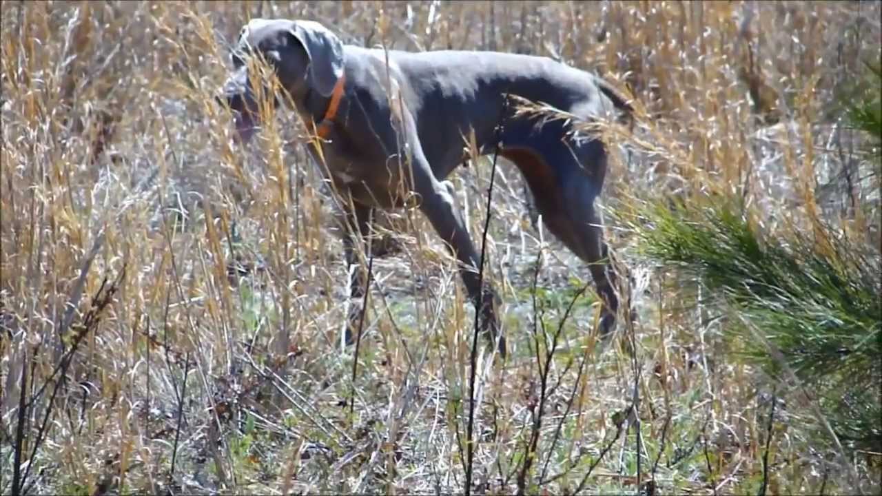 Bird Dog Training - Flush Face 101 - YouTube