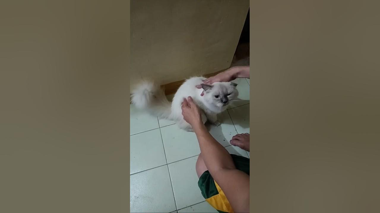 Highlight 22:05 - 27:05 from Papa Cris TV Official is live! - YouTube