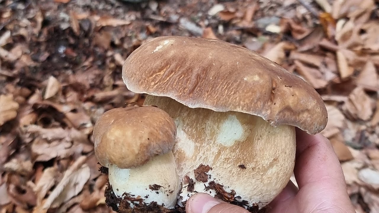 Toamna la cules de Hribi! In muntii Tarcăului! - YouTube