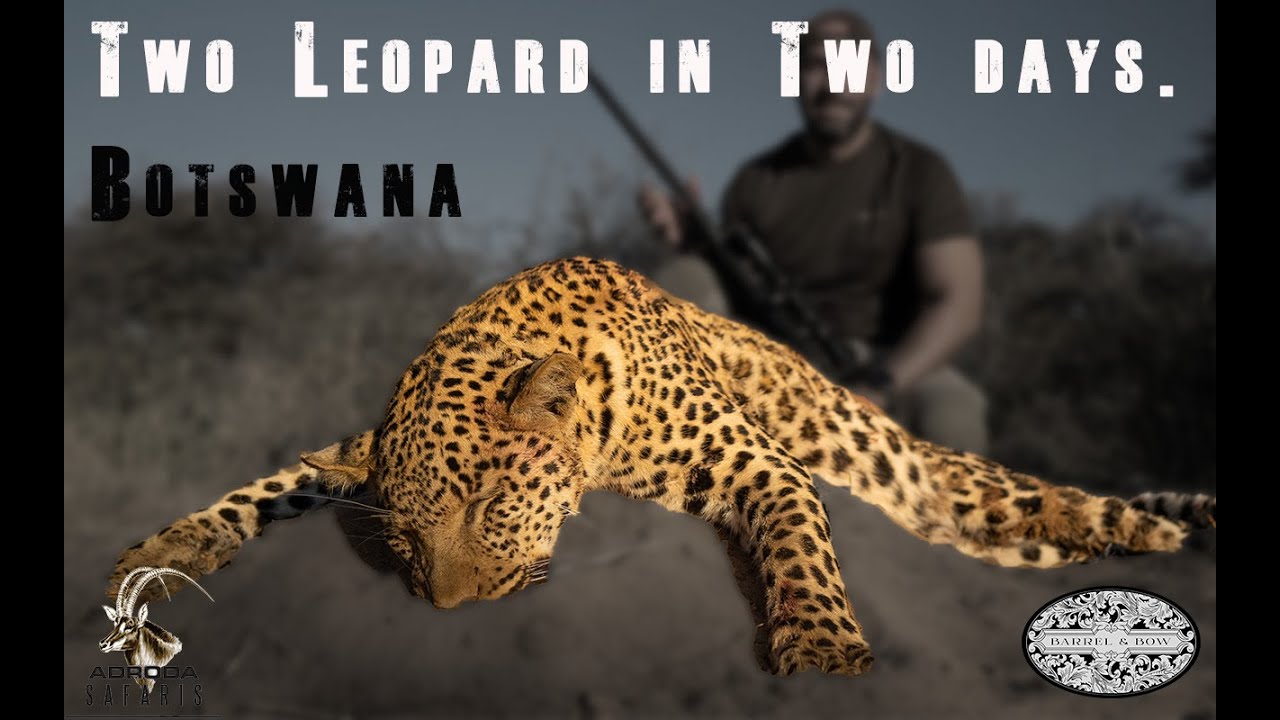 Double Leopard Hound Hunt Botswana - YouTube