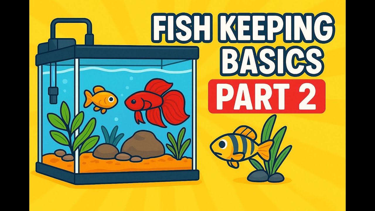 Fish Keeping Basics PART 2 #aquarium - YouTube