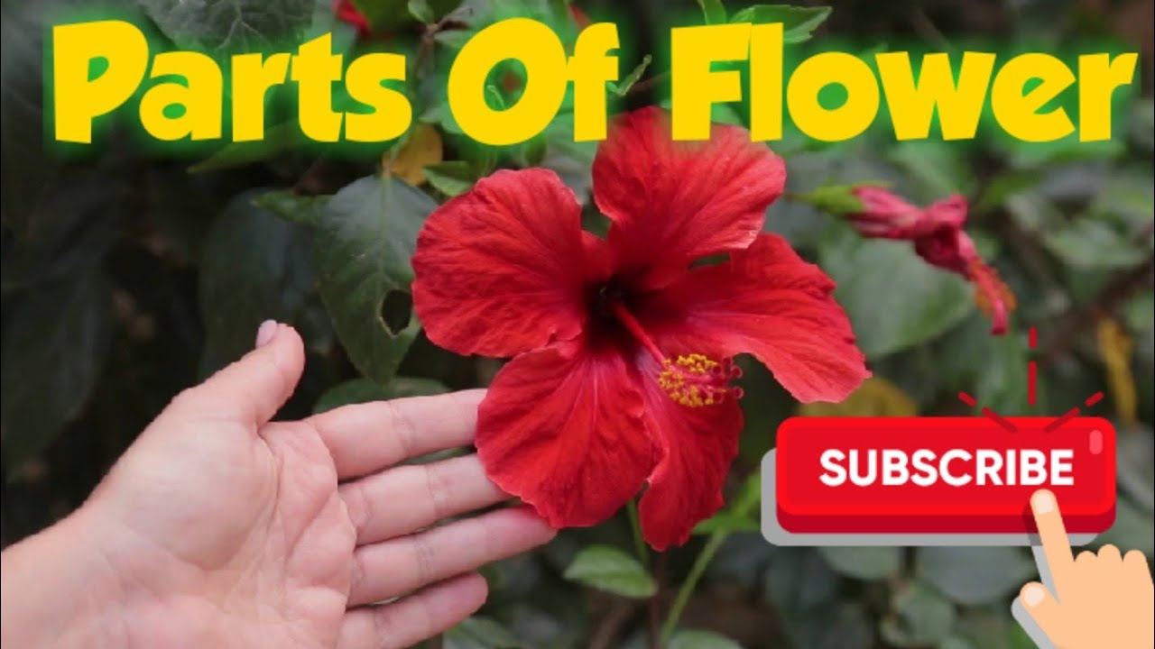 Part Of Flower Structure Of Flower YouTube part-of-flower-structure-of-flower-youtube