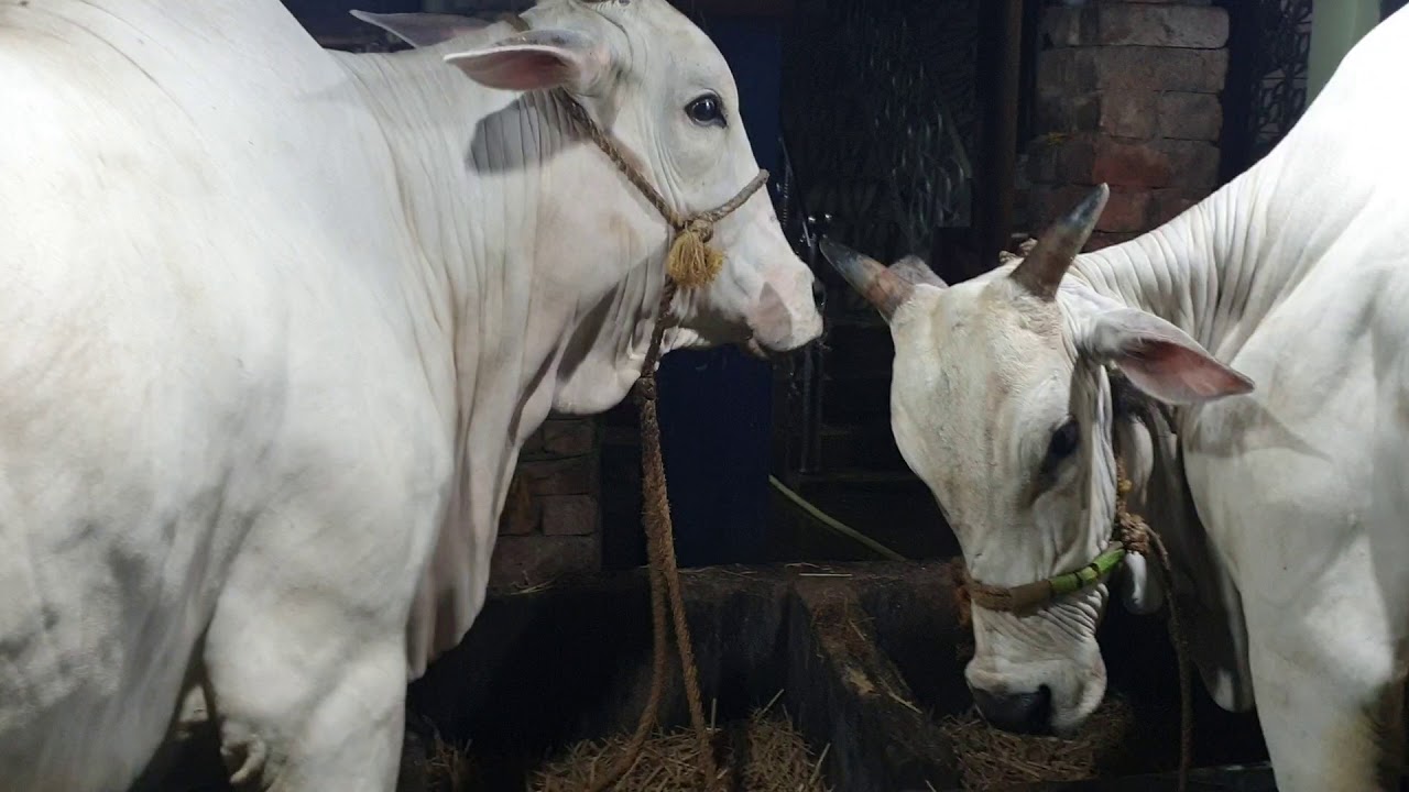 COW COLLECTION 2020 - YouTube