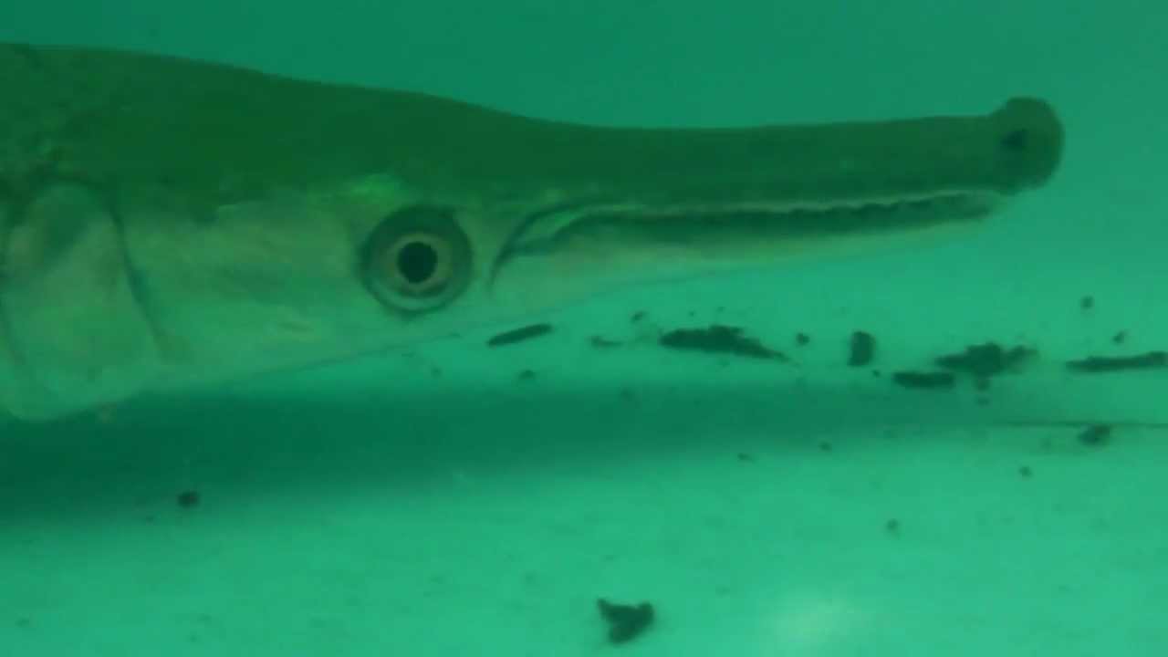 gar, crocodile fish about 60 cm - YouTube