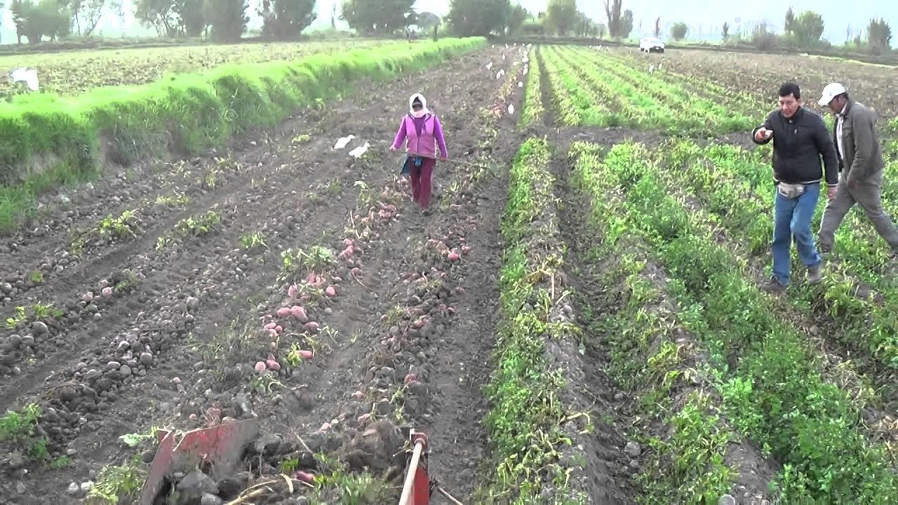 Cosecha de papa, Arequipa-Perú- Parte 2. - YouTube