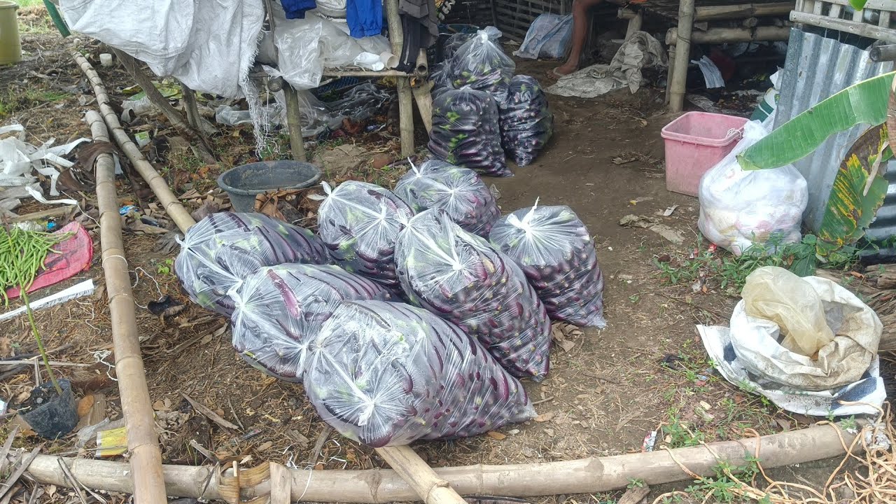 CALIXTO F1 12TH HARVEST - YouTube