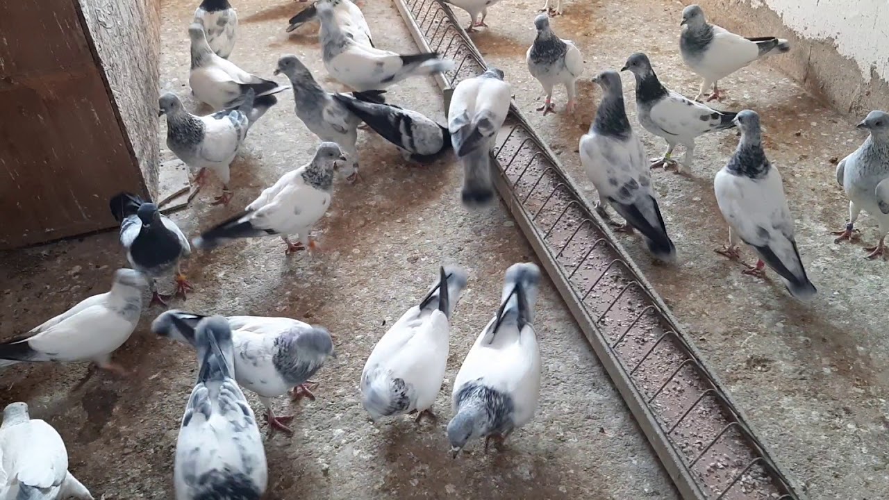 Wiener Hochflugtauben, Zuchttauben 2020 - YouTube
