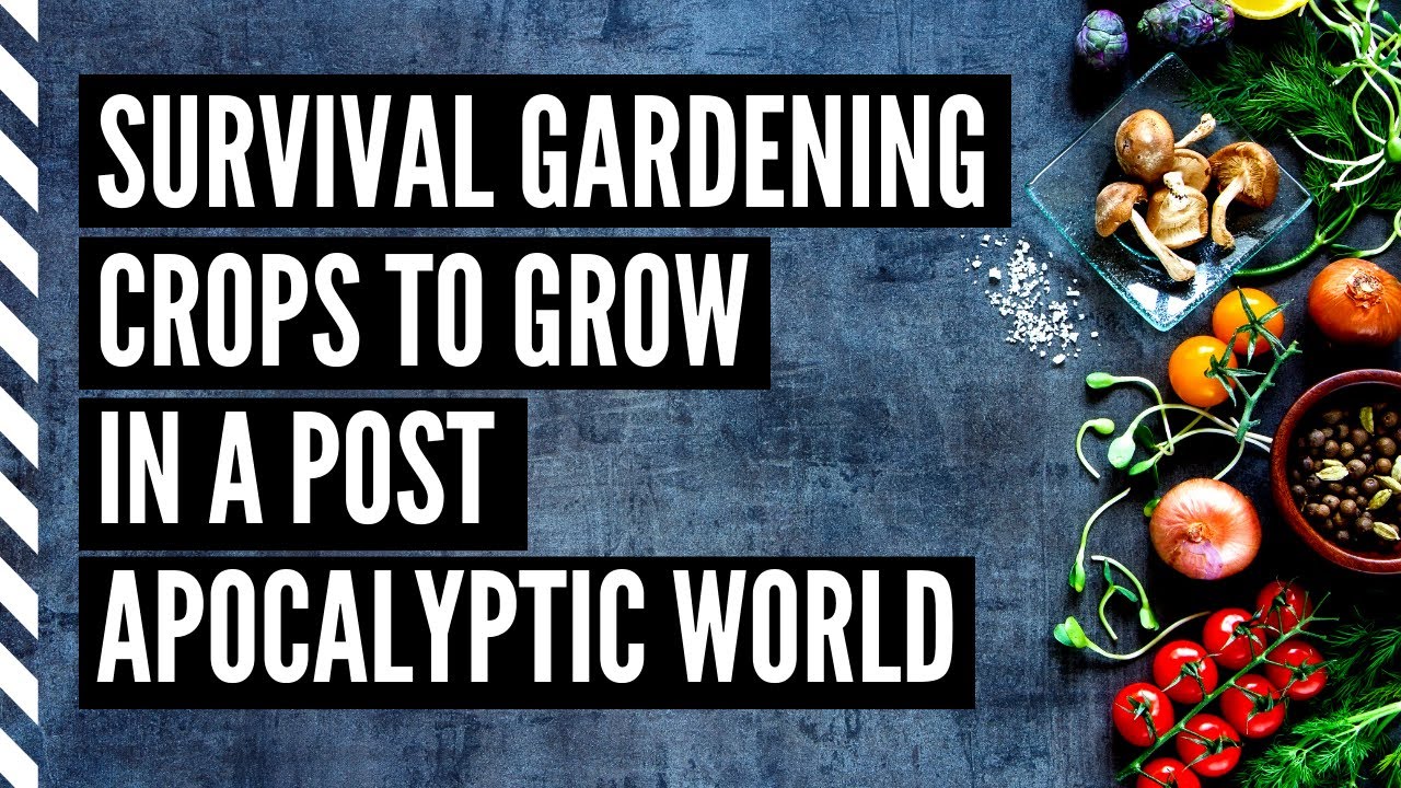 Top 5 Easy-to-Grow & High in Nutritions Plants That We Can Plant in a ...