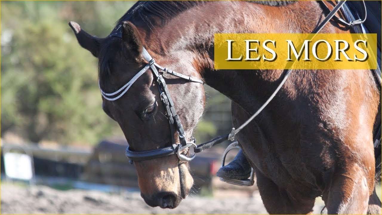 TOUT SAVOIR SUR LES MORS - Point matériel - YouTube