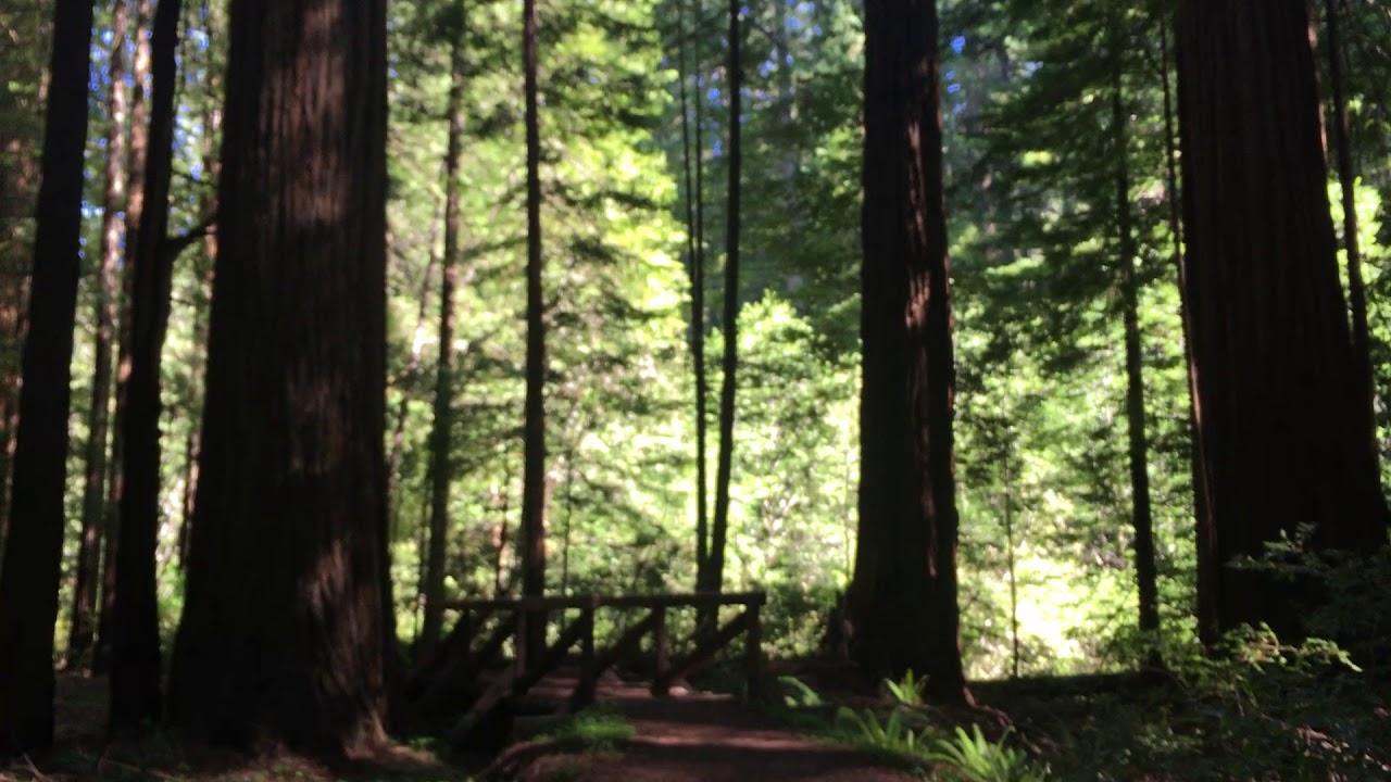 Avenue Of The Giants - Humboldt Redwoods State Park - Rockefeller Grove ...