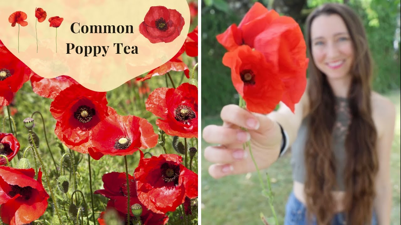 🌺Common Poppy Tea☕️ - YouTube