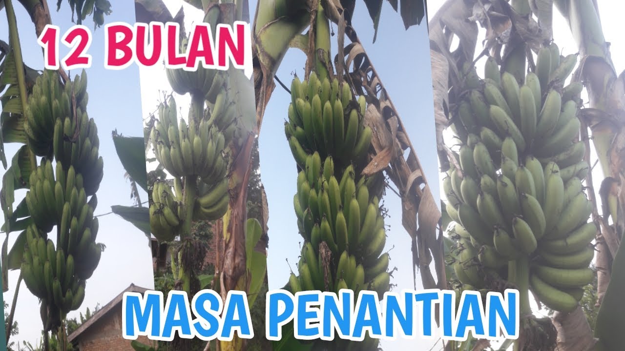 BUDIDAYA PISANG BARANGAN MEDAN - YouTube