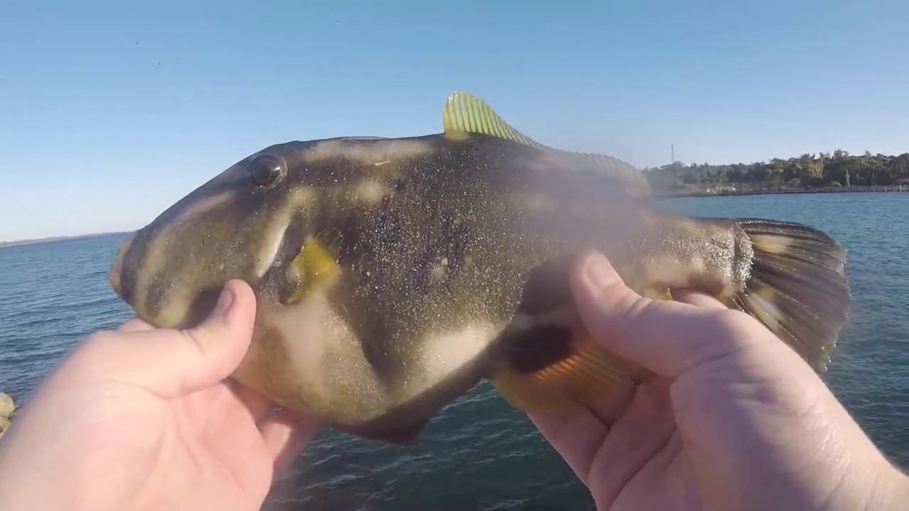 Fishing at the Dawesville Cut - YouTube