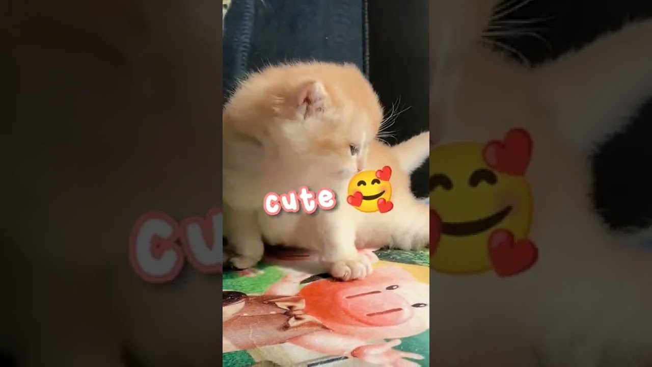 ORANGE CAT CRY - YouTube