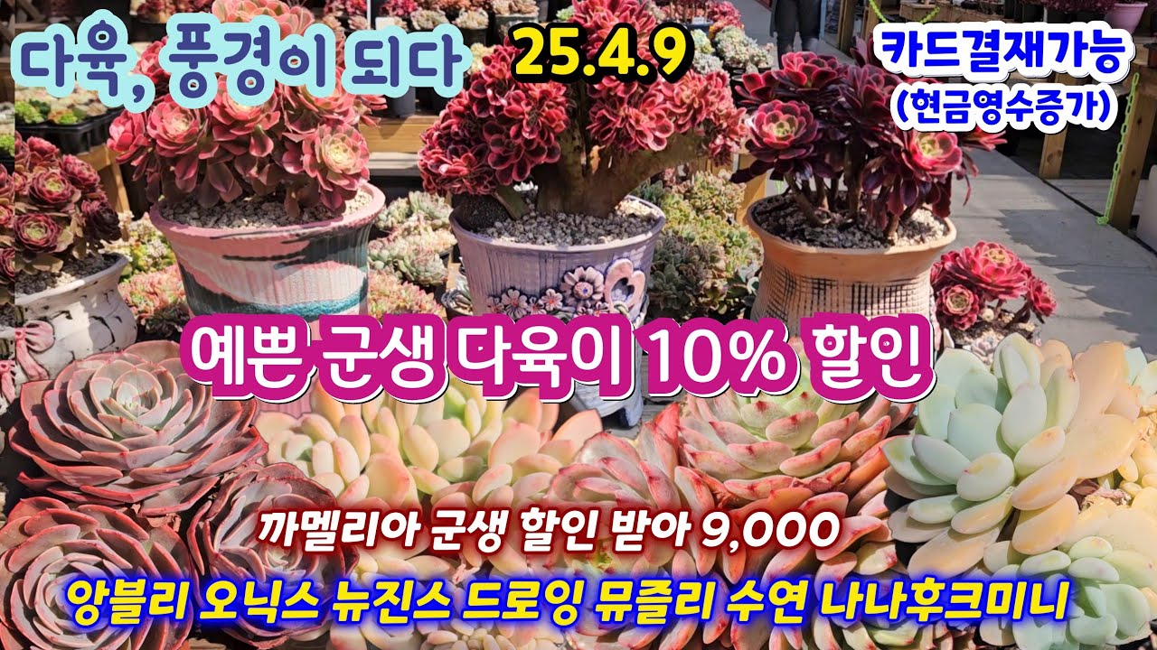 다육풍경이되다2 예쁜 다육이 군생 10할인 착한애가 더 착해졌네요 앙블리 오닉스철화 수연 블루엘프 Youtube