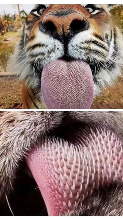 tiger tongue papillae rough as a sandpaper # short. - YouTube