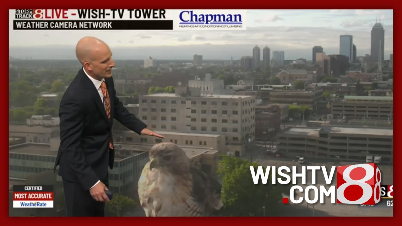 Bird photobombs Daybreak tower cam - YouTube