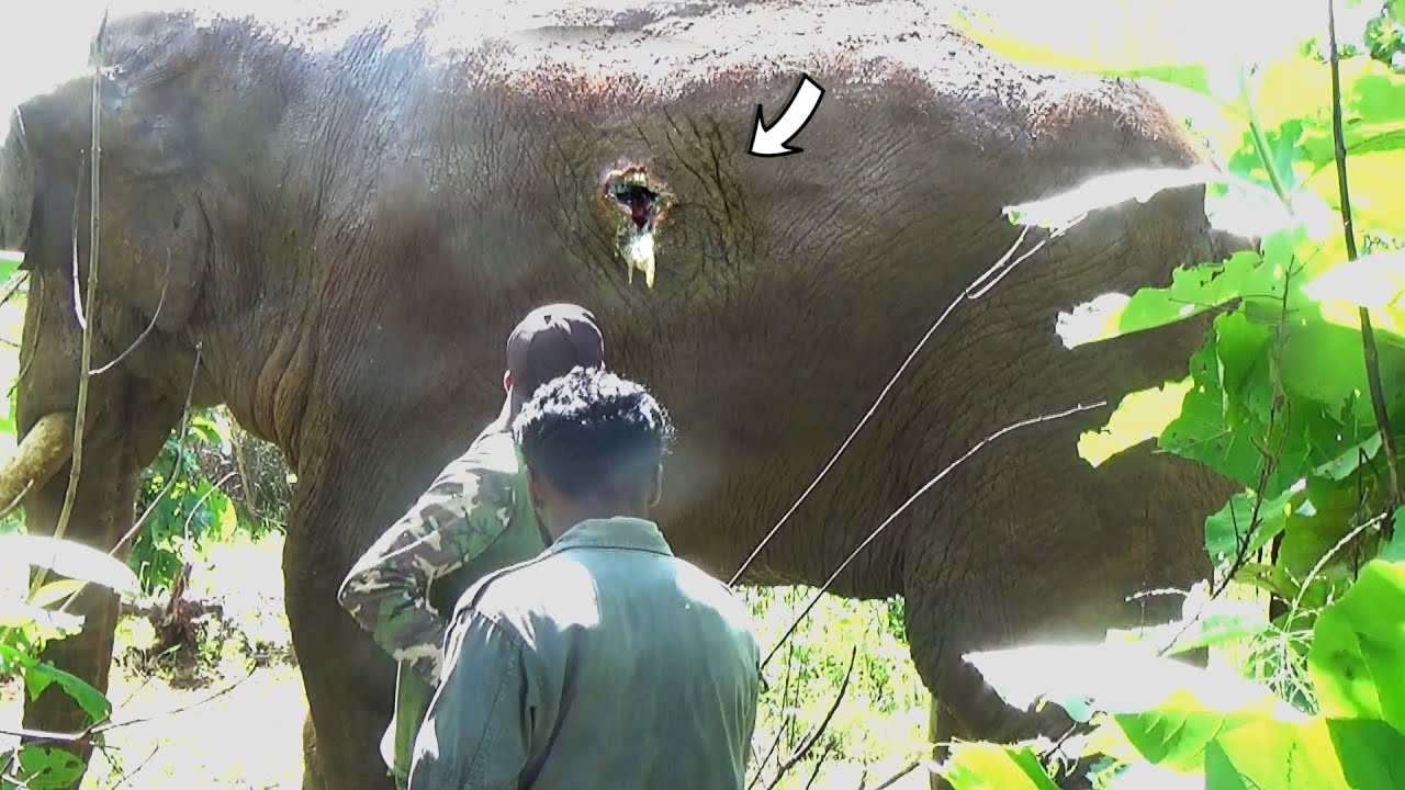 Treating a tusker suffering with maggot infested abscess after a brutal ...