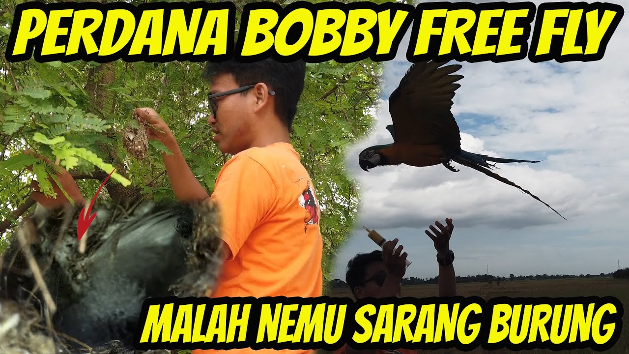 PERDANA BOBBY FREE FLY | EH MALAH NEMU SARANG BURUNG ADA ANAKANNYA⁉️ ...