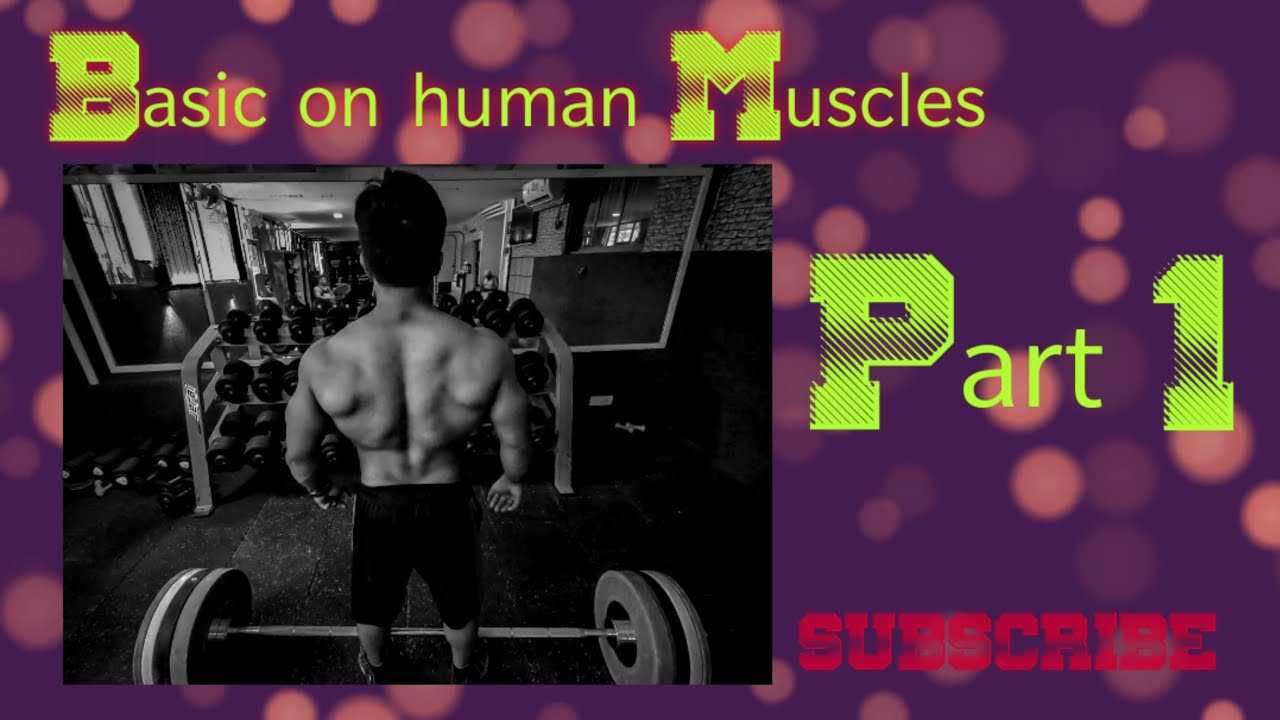 BASICS OF HUMAN MUSCLES: PART 1 (FOR FITNESS AND BODYBUILDING) - YouTube