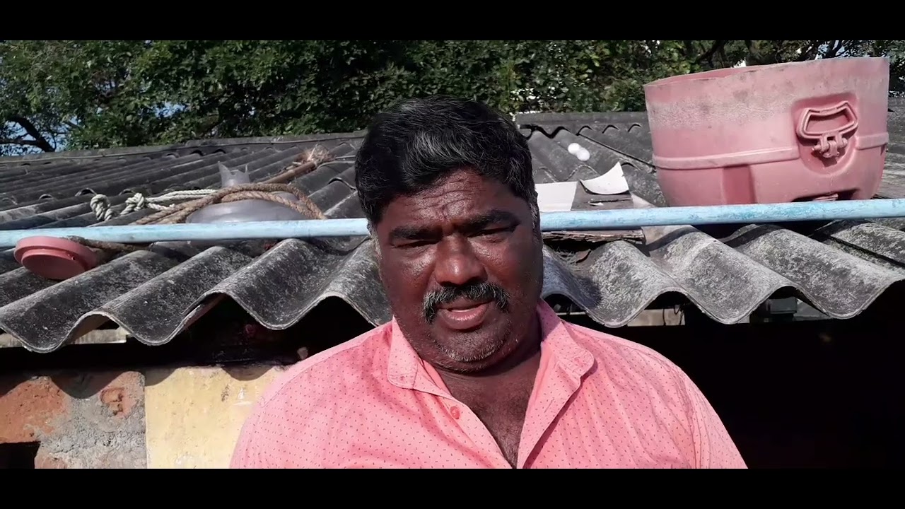 பசு மாட்டு கொட்டகை சானம் COWS home பொங்கல் வாழ்த்துக்கள் Pasu maadu ANS ...