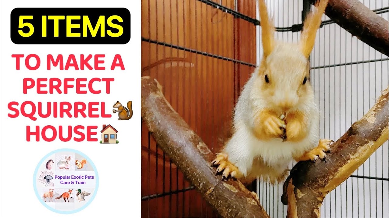 5 Things To Set Up A Perfect Pet Squirrel House/Nest ! care guide ...