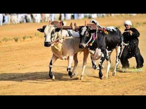 Bail Racing in Pakistan Bail Race Compitation Bail Muqbala Bail Ghari ...