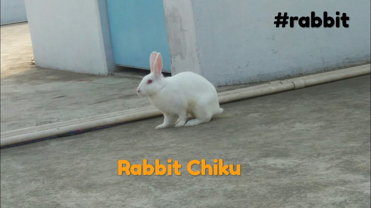 my cute rabbit chiku - YouTube