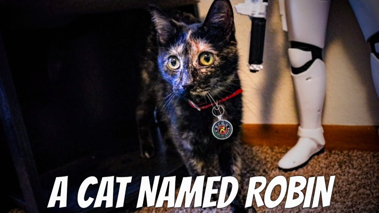 A Cat Named Robin - YouTube