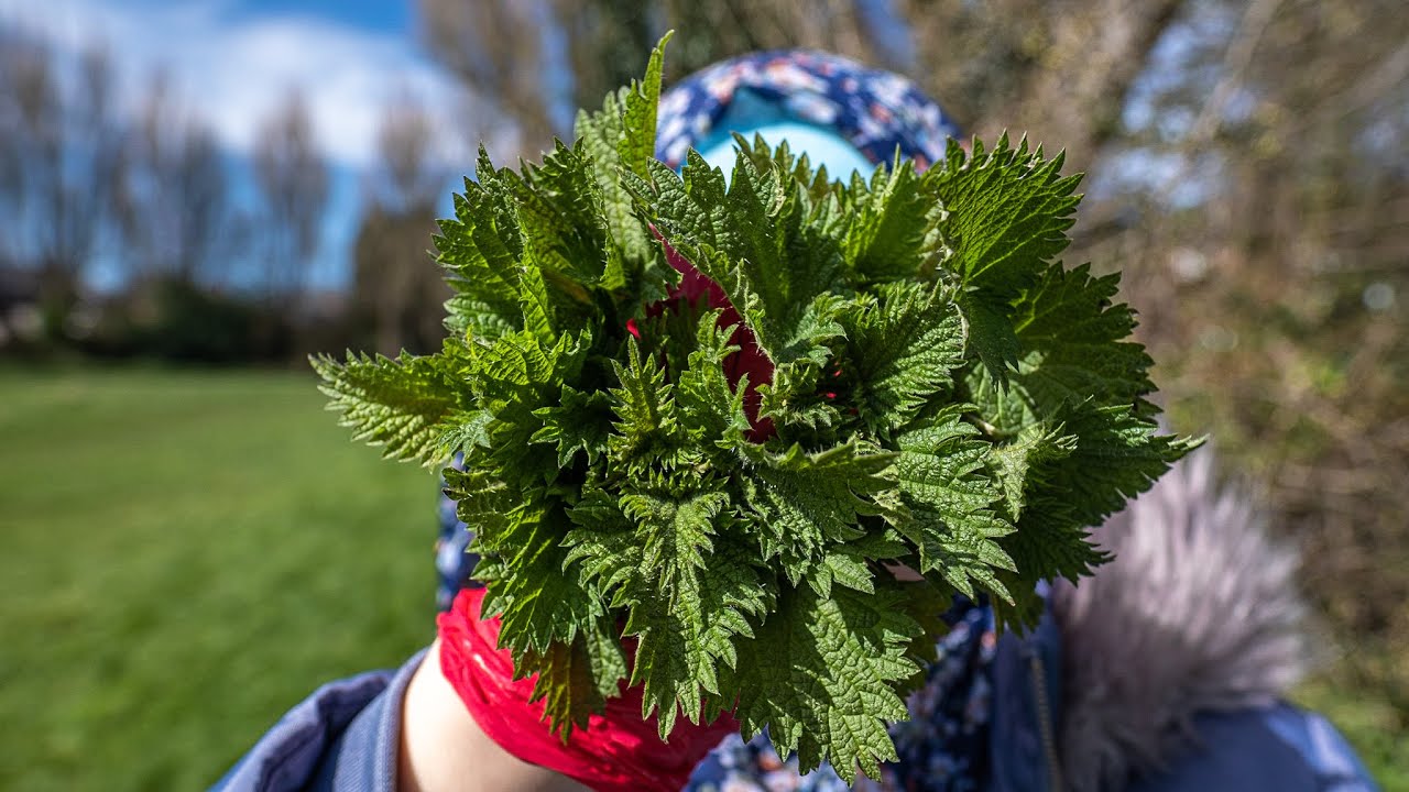 How to cook Nettles | Tasty Vegan Nettle recipe for strong immune - YouTube