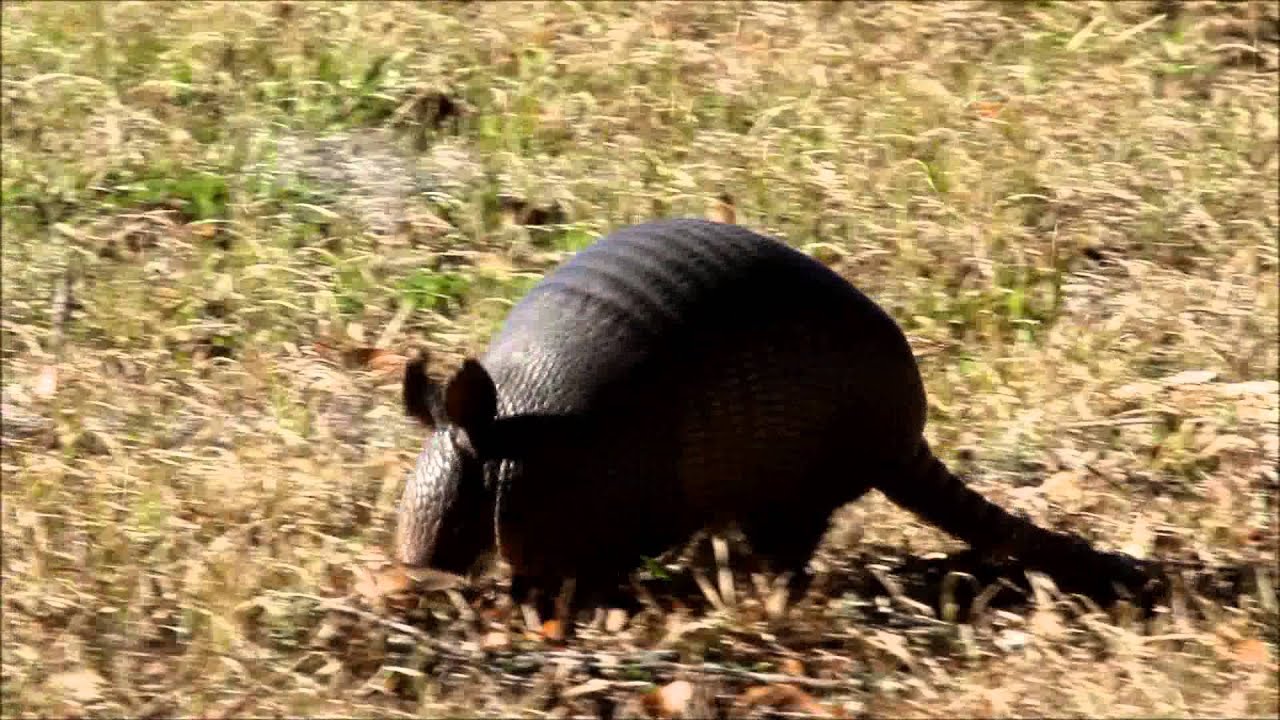 Armadillo at Donnelly WMA in Coastal SC - YouTube