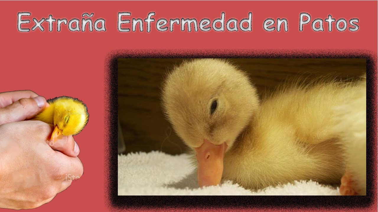 SOLUCION A RARA ENFERMEDAD DE PATOS - YouTube