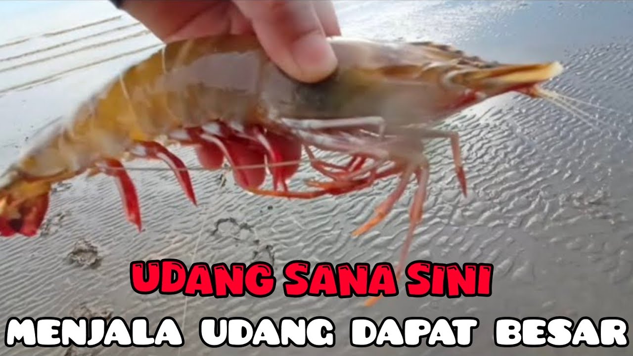 KEMBALI LAGI MENJALA UDANG DI PANTAI BELUKAR JULING ENDAU - YouTube