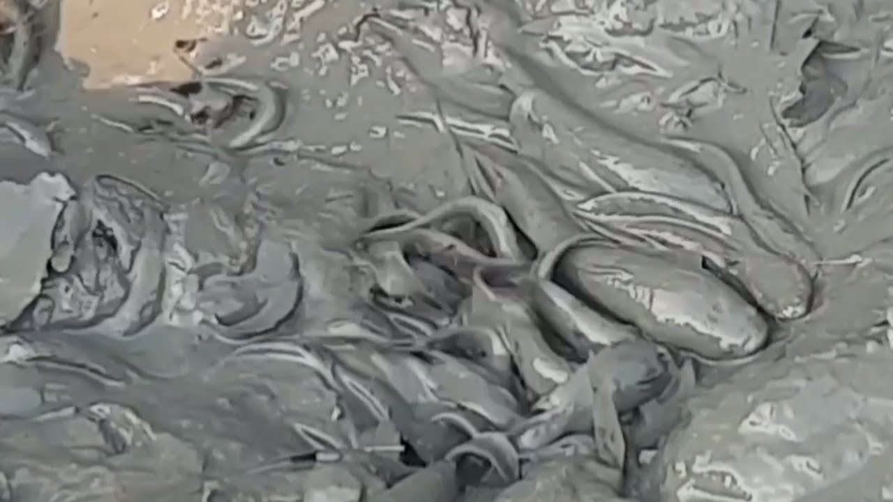 Unique Mud Fishing Video, Catch Snakehead Fish and Catfih Form Mud in ...